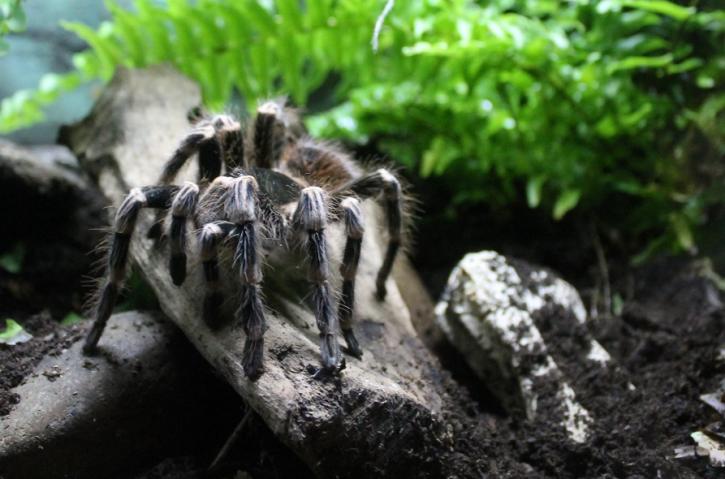 Najbolji uvod u Noć vještica: upoznavanje tarantule u Životinjskom ...